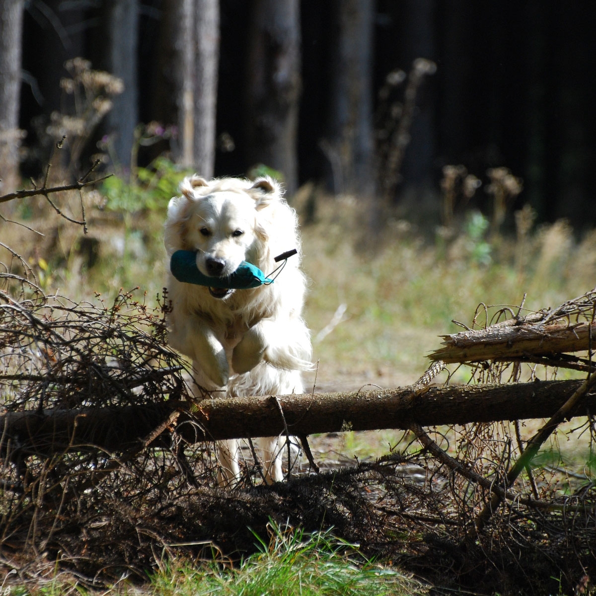 Standard Dummys für Dummytraining & -prüfung kaufen