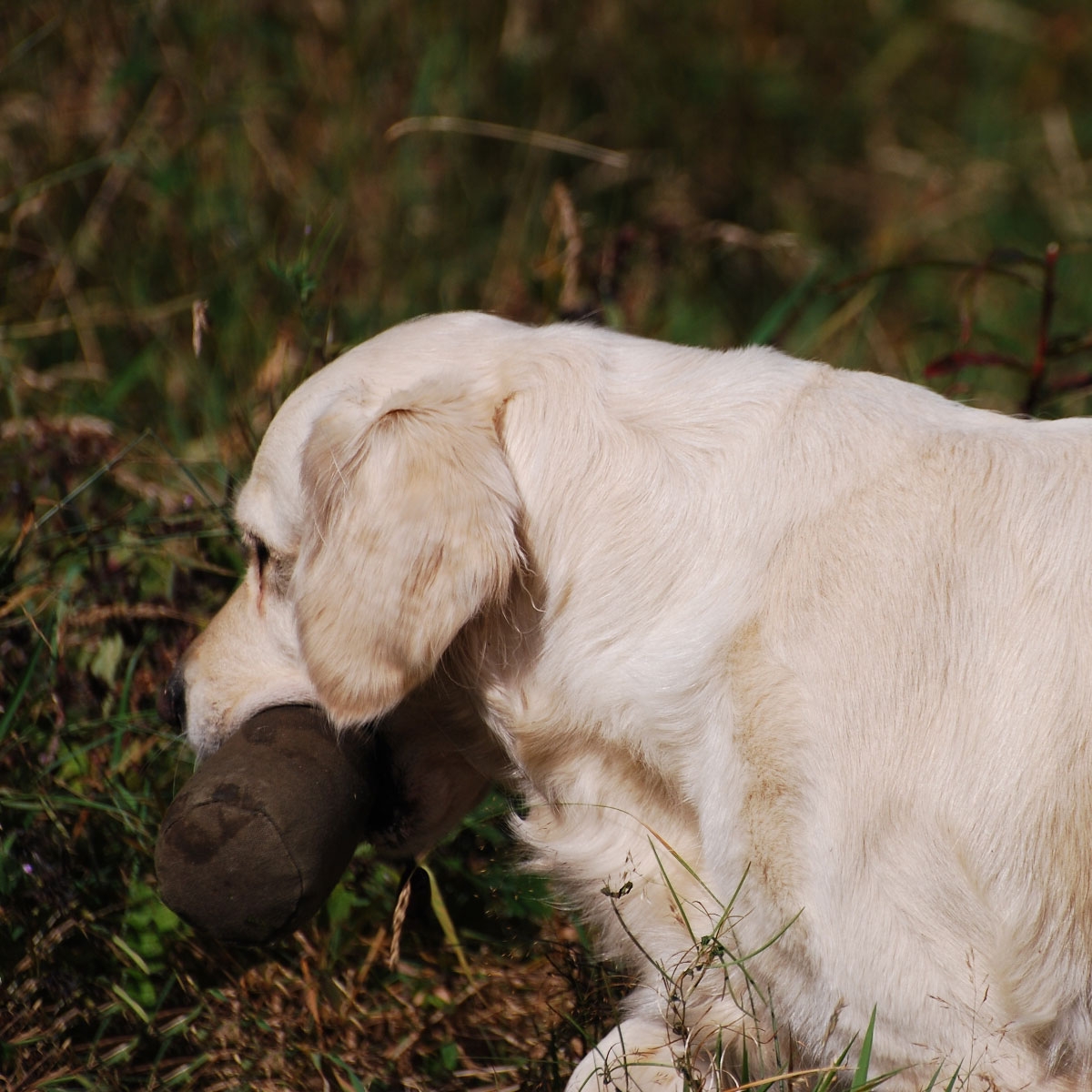 Standard Dummys für Dummytraining & -prüfung kaufen