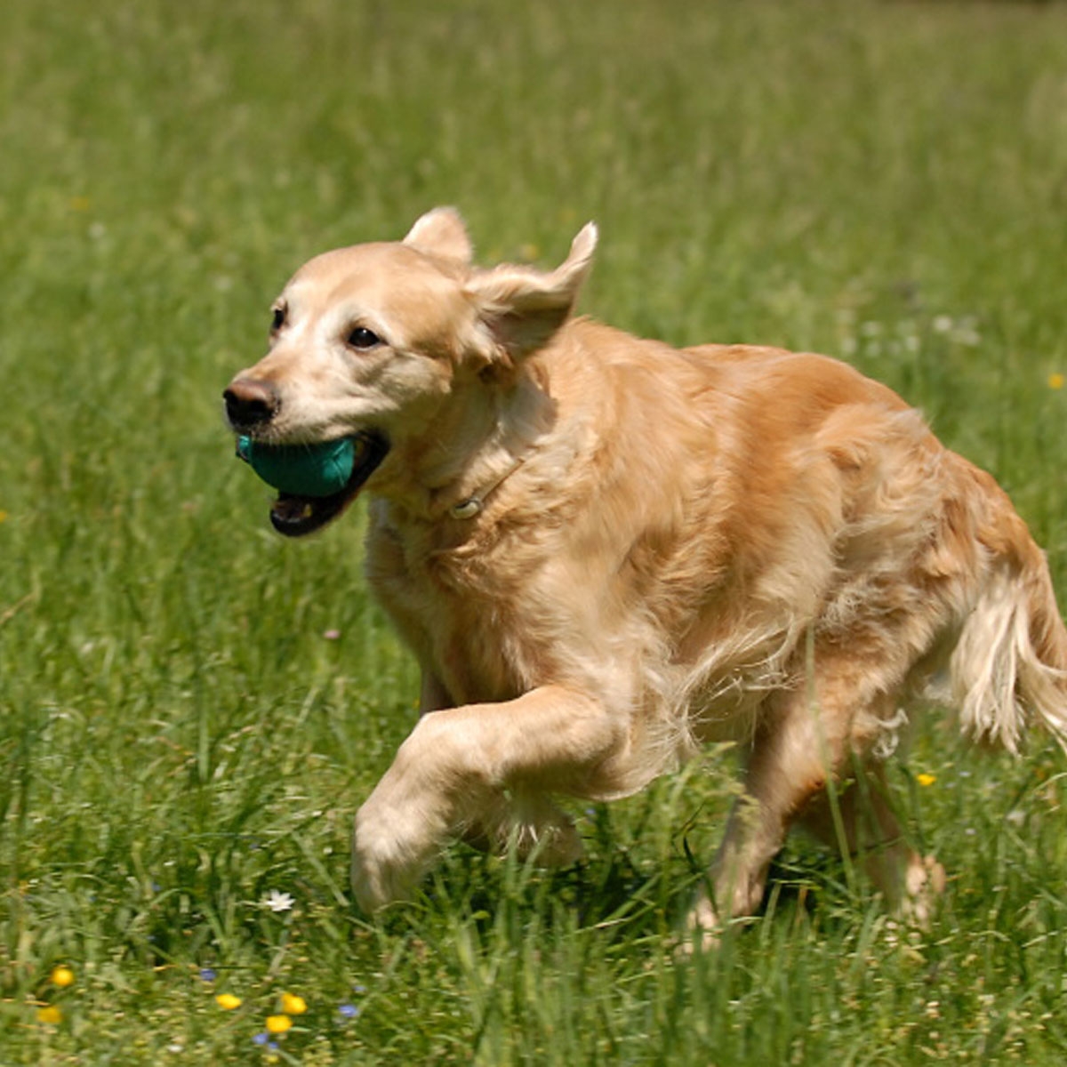 Dummy Ball - Hundedummy für weite Würfe | DOGSPARTNER